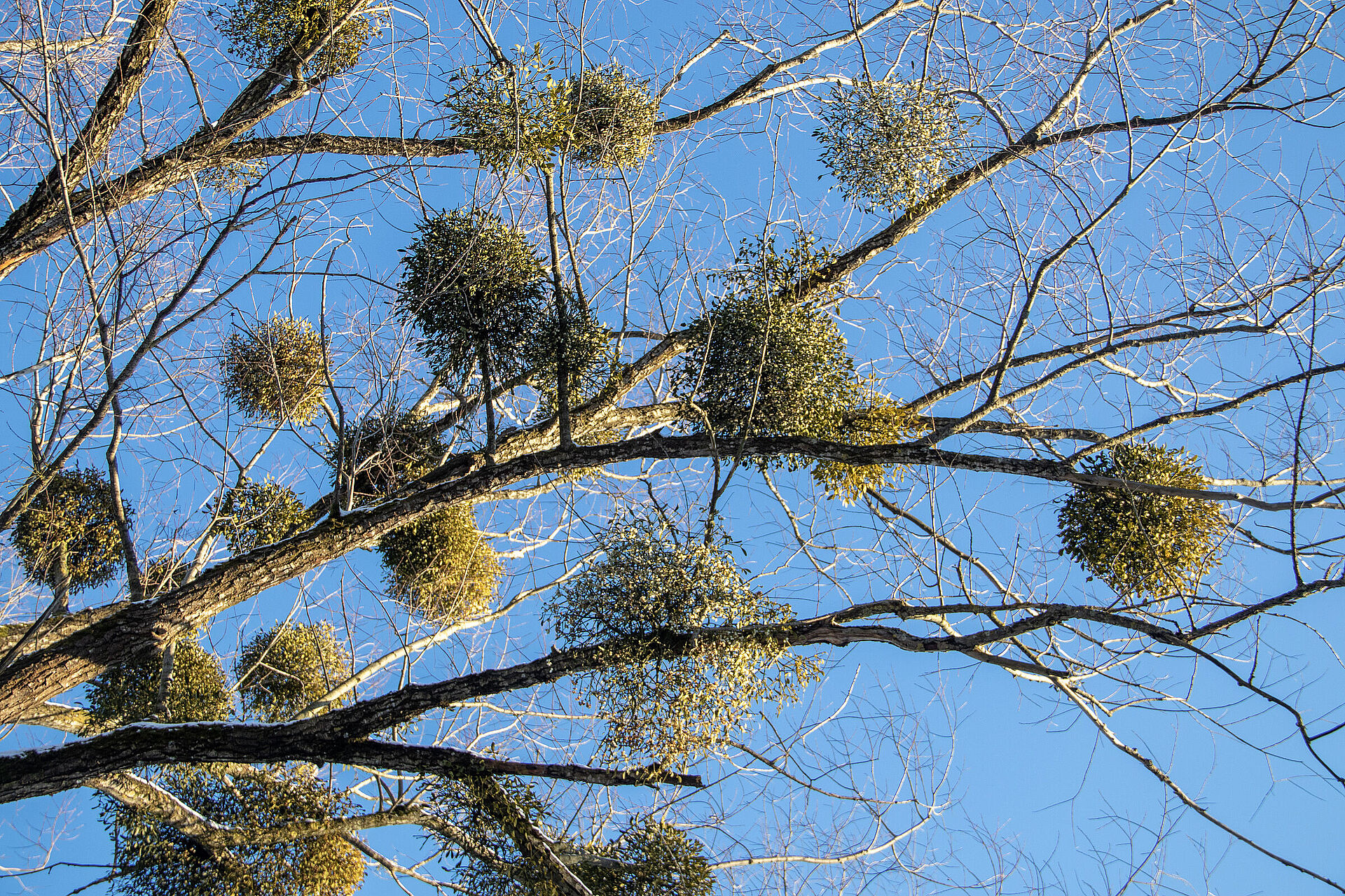 Misteln in der Weihnachtszeit - Druidenkraut und Vogelfutter - BUND ...